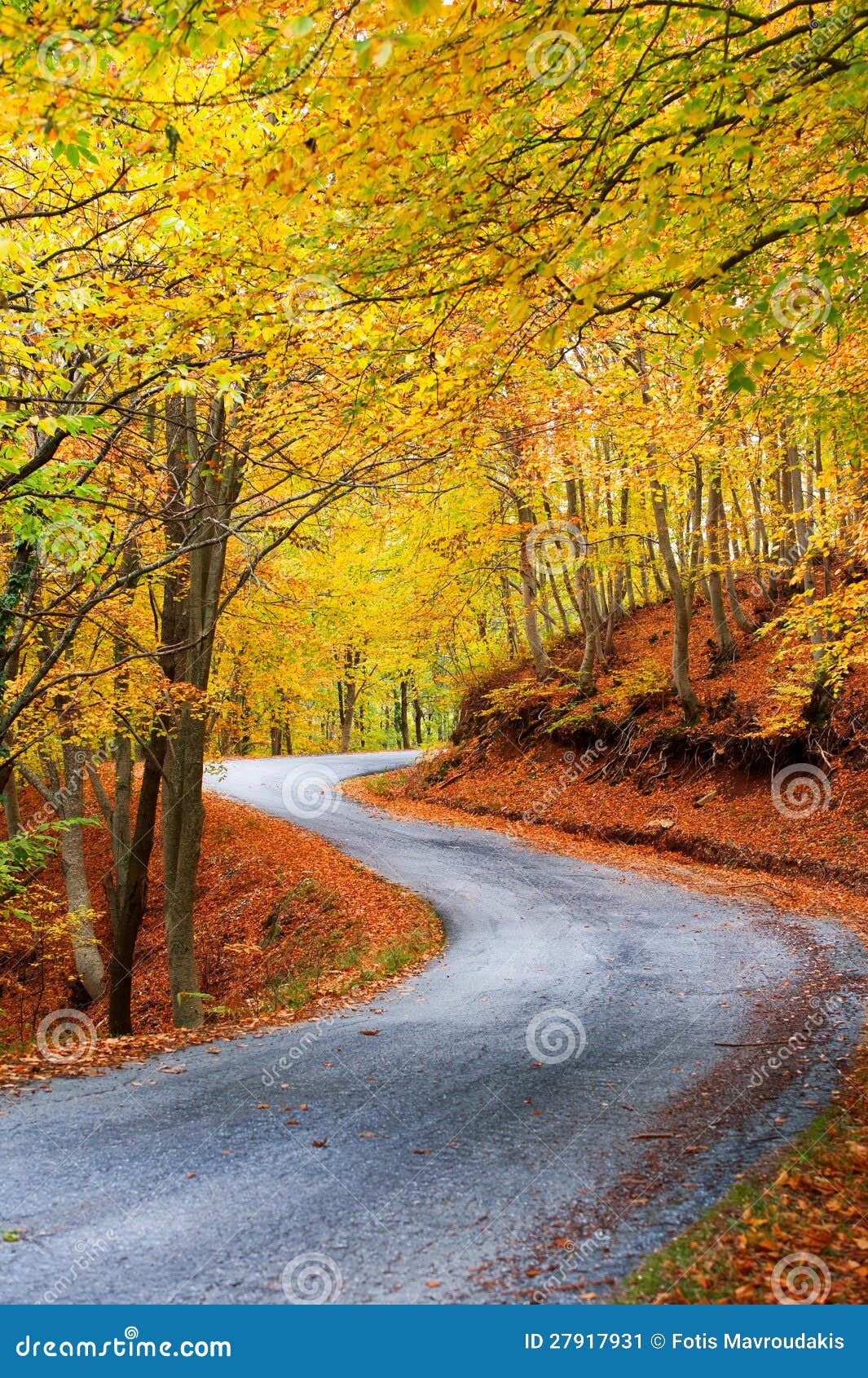Colorful autumn path stock image. Image of autumnal, misty - 27917931
