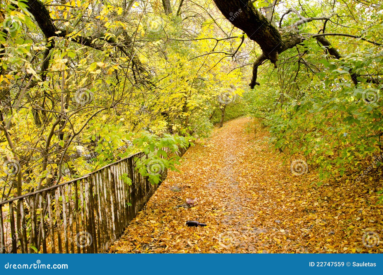 Colorful Autumn Path Background Fallen Tree Leaves Stock Image - Image ...