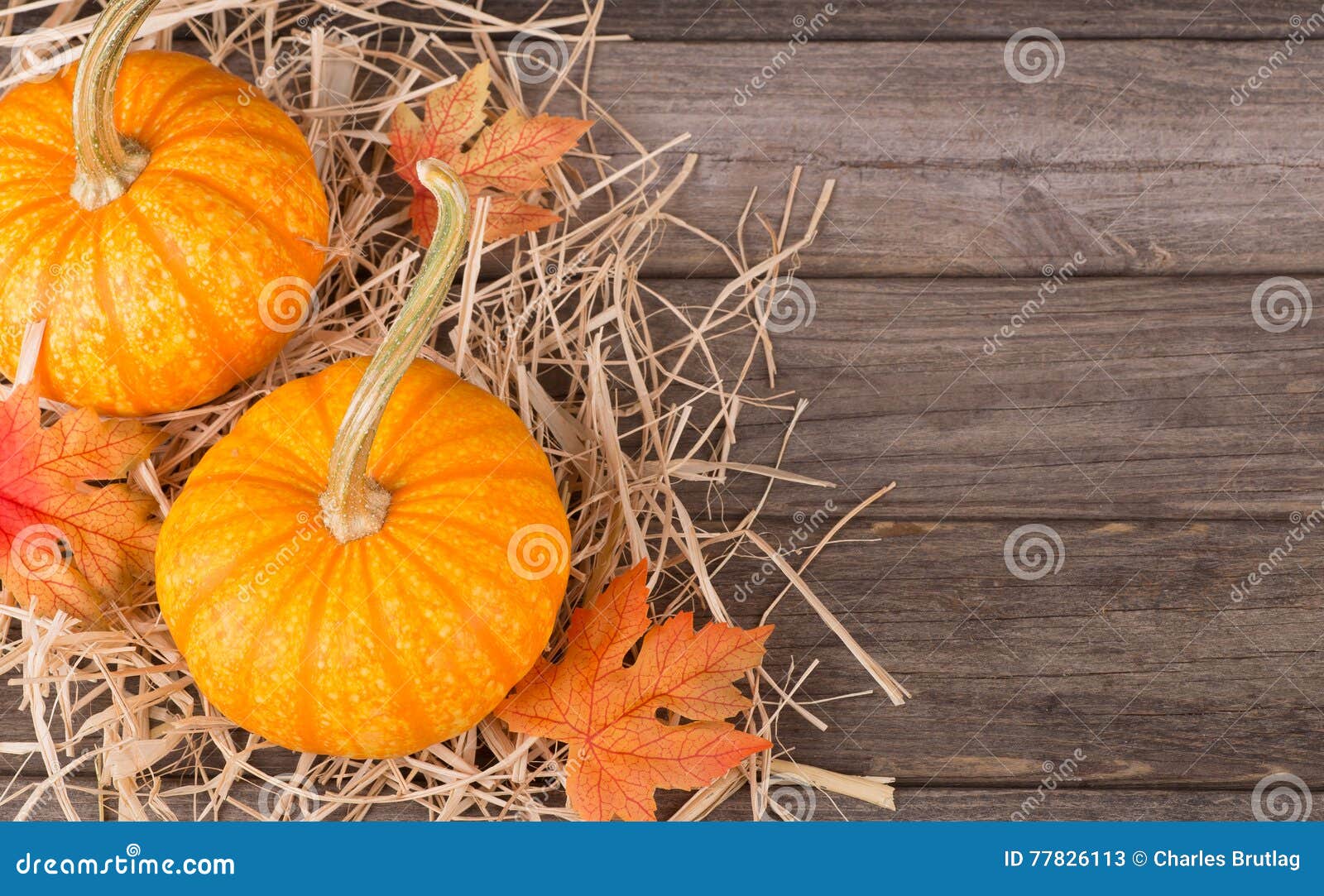 Colorful Autumn Pumpkins stock image. Image of straw - 77826113