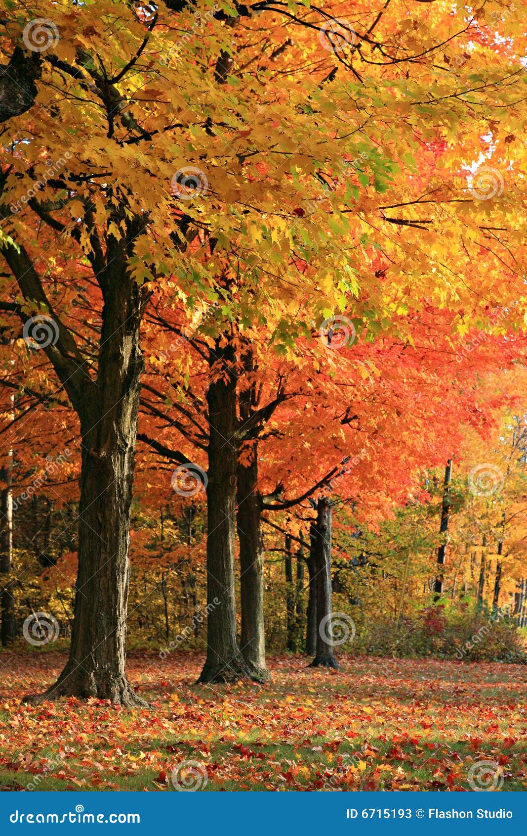 Colorful Autumn Scene stock image. Image of foliage, color - 6715193