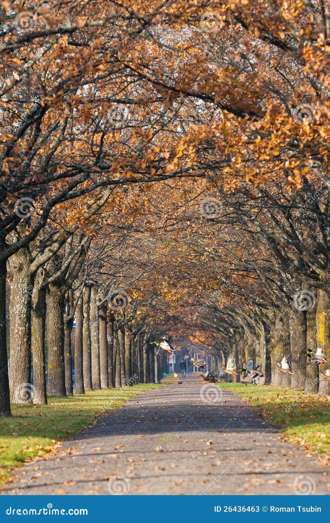 Colorful Autumn Scenery with Ducks Stock Image - Image of landscape ...