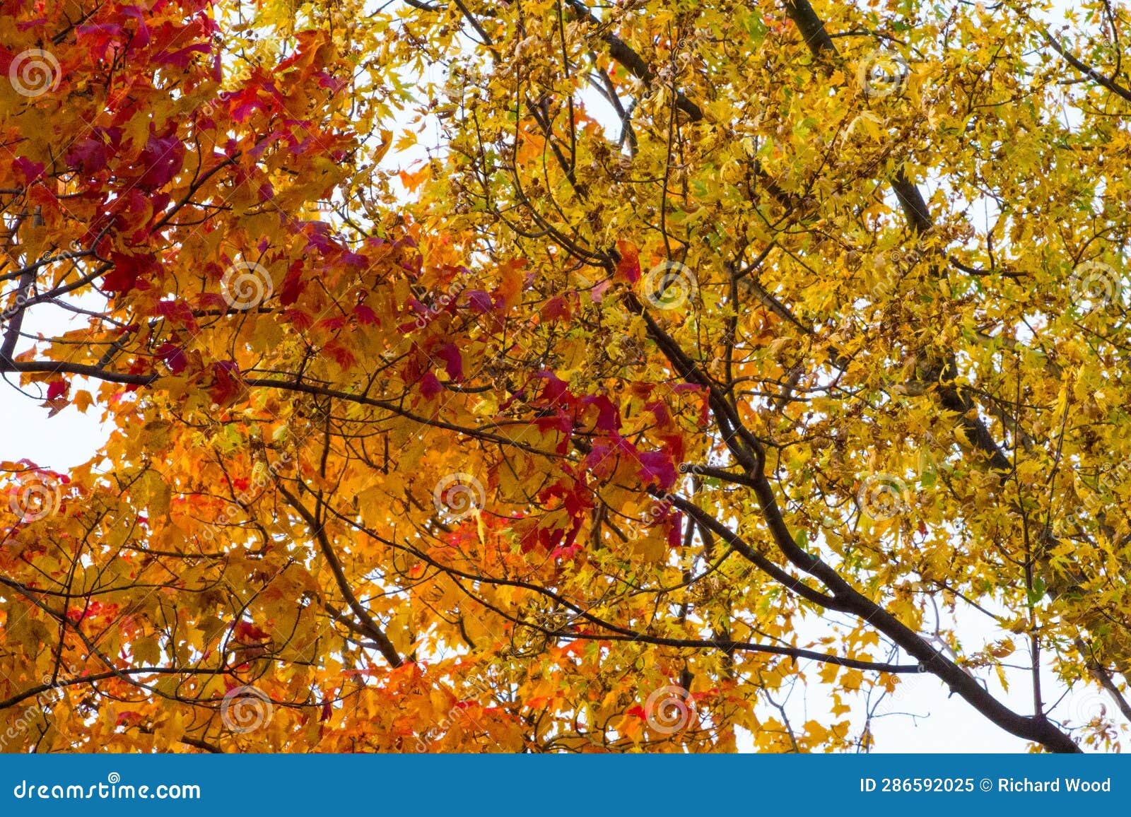 Colorful Autumn Scenes in Ohio Stock Image - Image of seasonal, outdoor ...