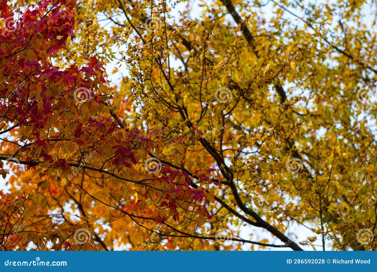 Colorful Autumn Scenes in Ohio Stock Photo - Image of autumn, ohio ...