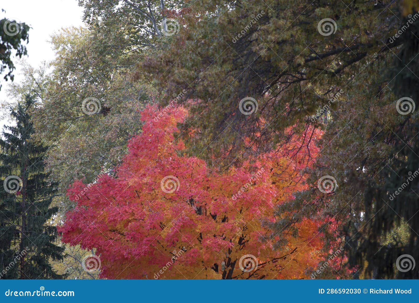 Colorful Autumn Scenes in Ohio Stock Photo - Image of view, colorful ...