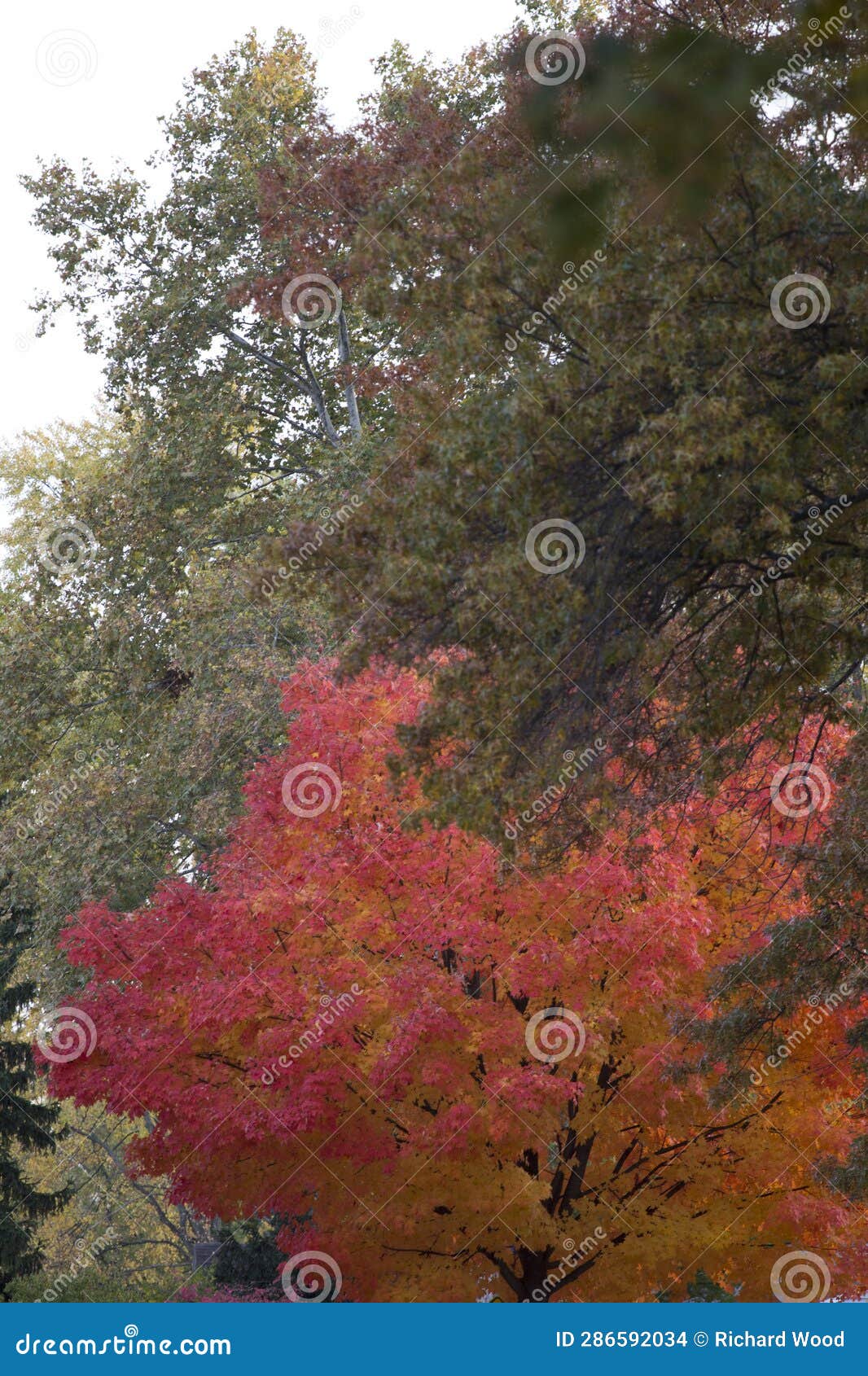 Colorful Autumn Scenes in Ohio Stock Photo - Image of colorful, beauty ...