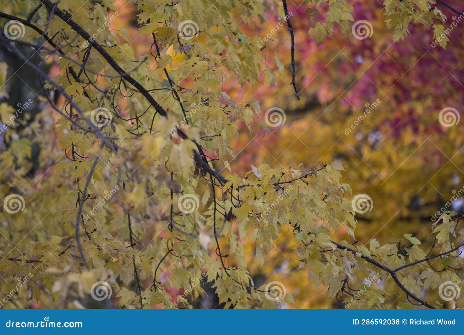 Colorful Autumn Scenes in Ohio Stock Photo - Image of view, seasonal ...
