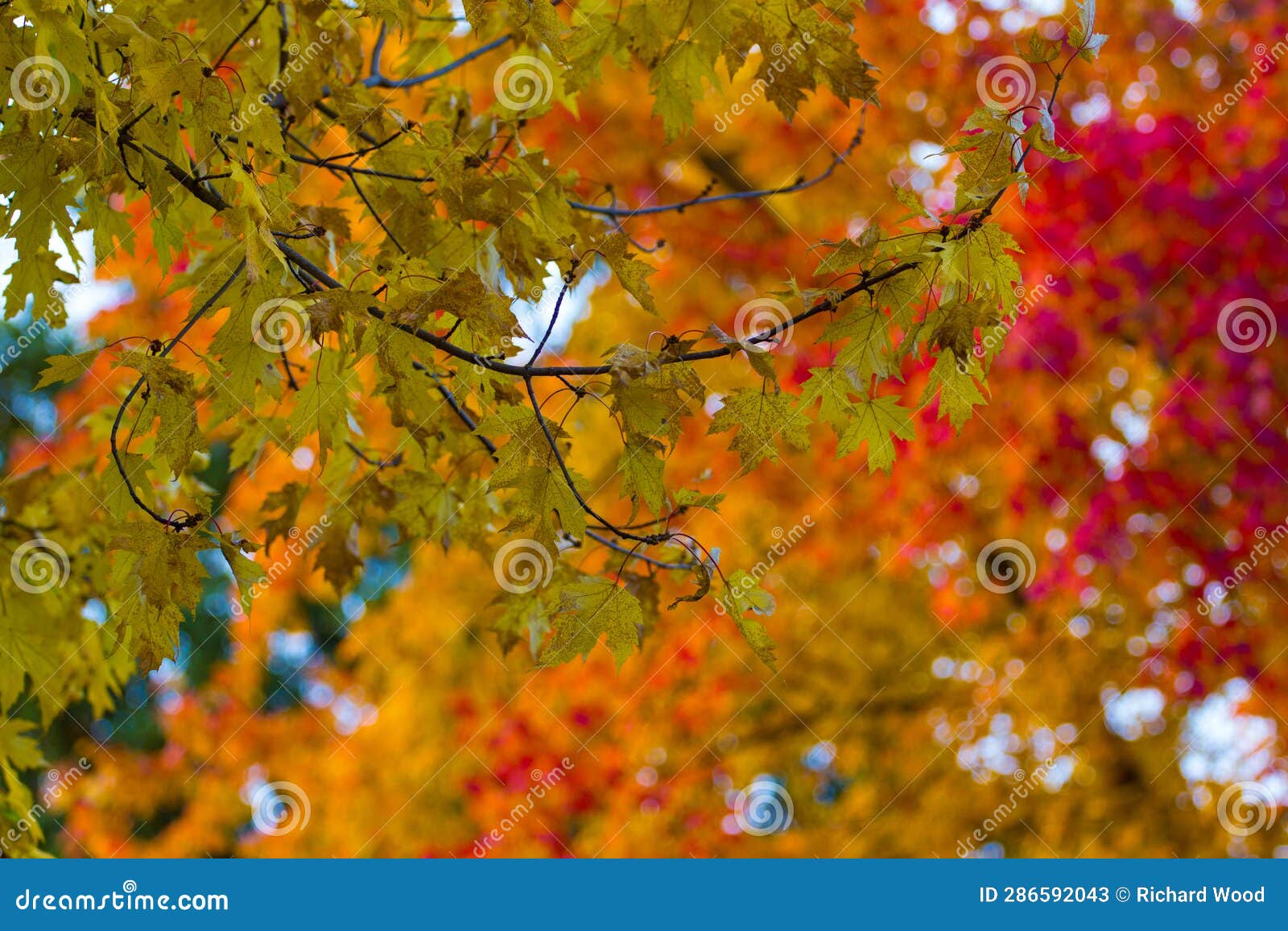 Colorful Autumn Scenes in Ohio Stock Image - Image of seasonal, beauty ...