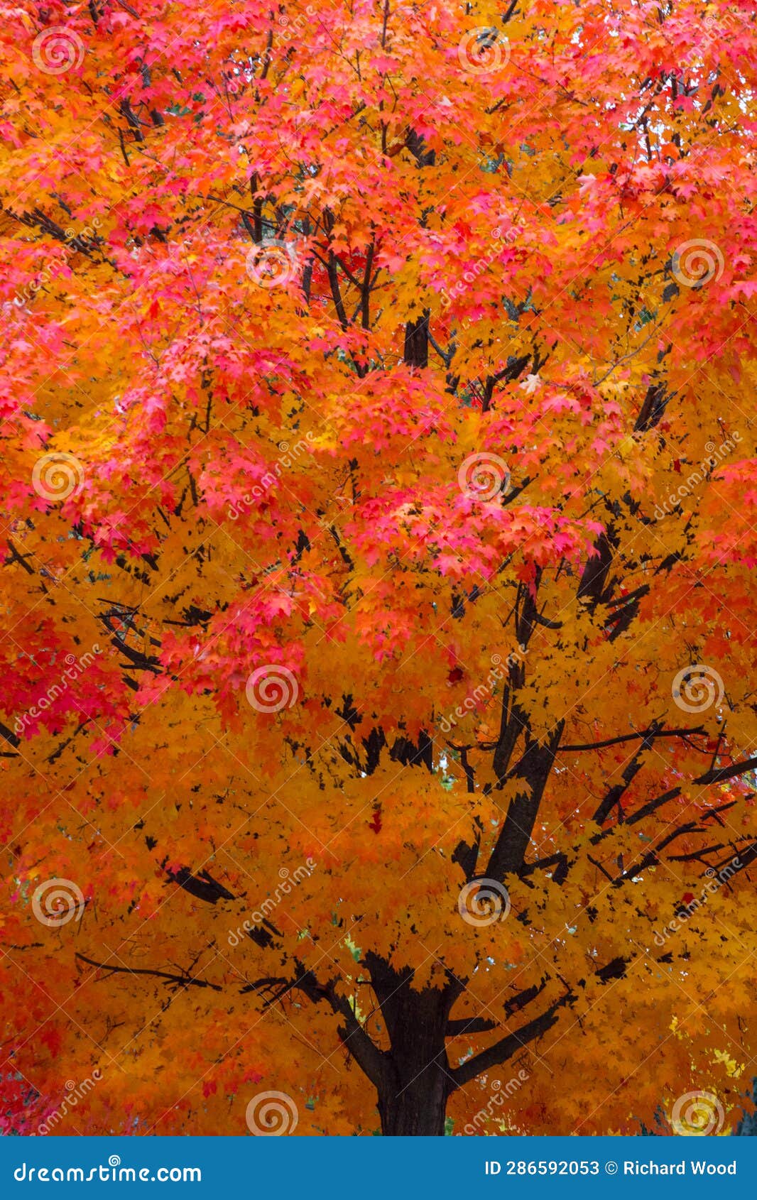 Colorful Autumn Scenes in Ohio Stock Image - Image of ohio, leaves ...