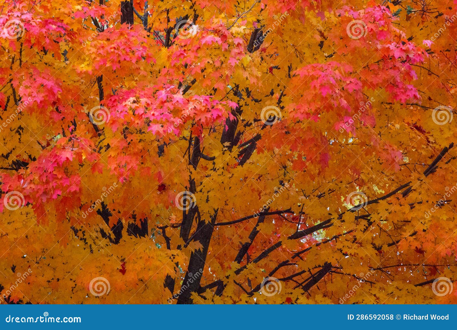 Colorful Autumn Scenes in Ohio Stock Photo - Image of ohio, nature ...