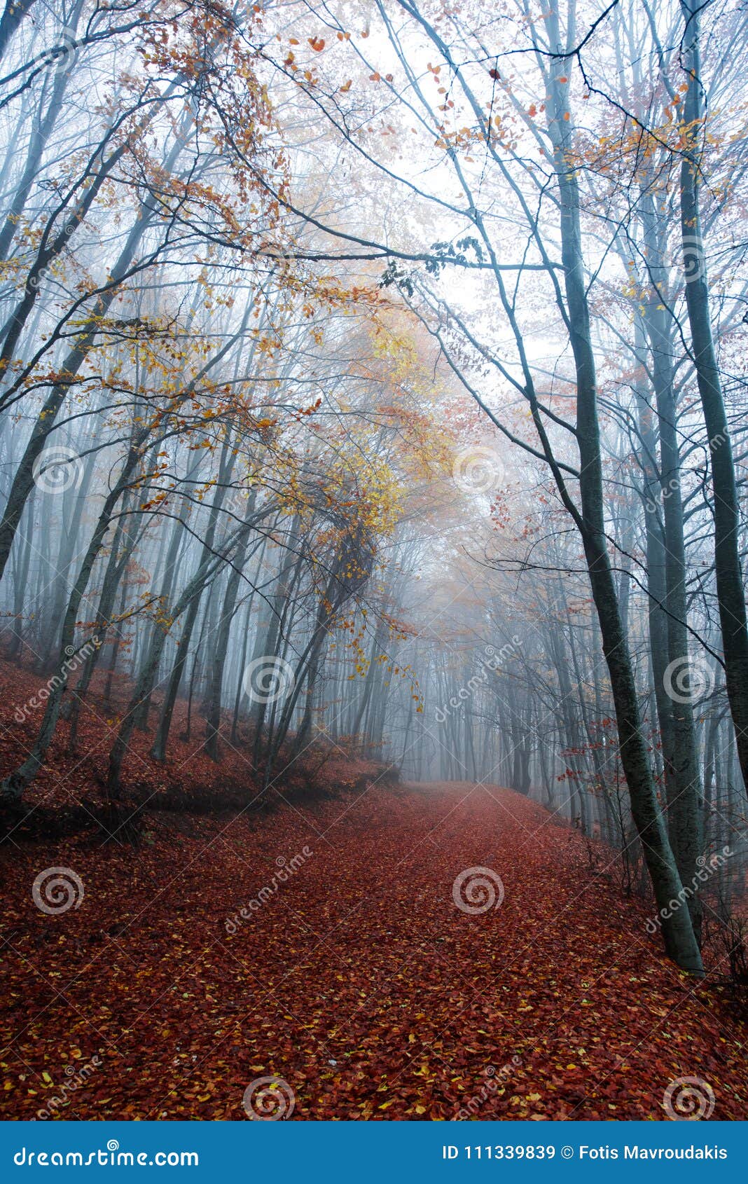 Misty fall path stock image. Image of brown, hazy, colors - 111339839