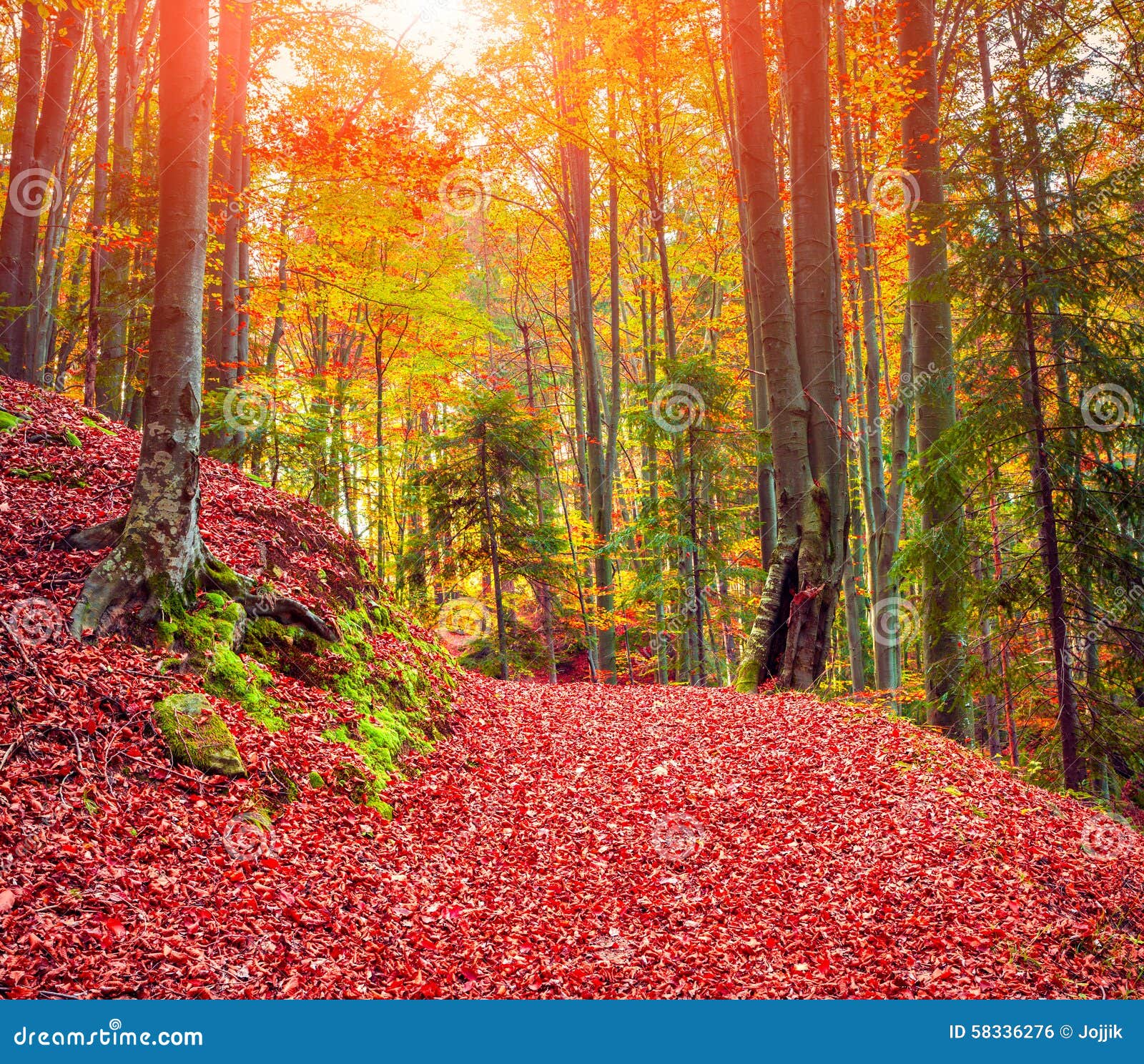 Colorful Autumn Sunrise in Mountain Forest. Stock Photo - Image of ...