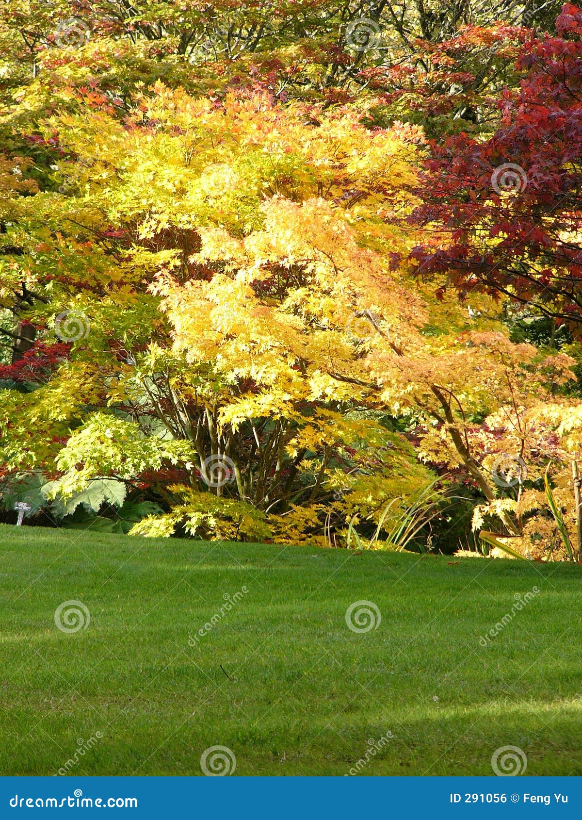 Colorful Autumn tree stock photo. Image of green, golden - 291056