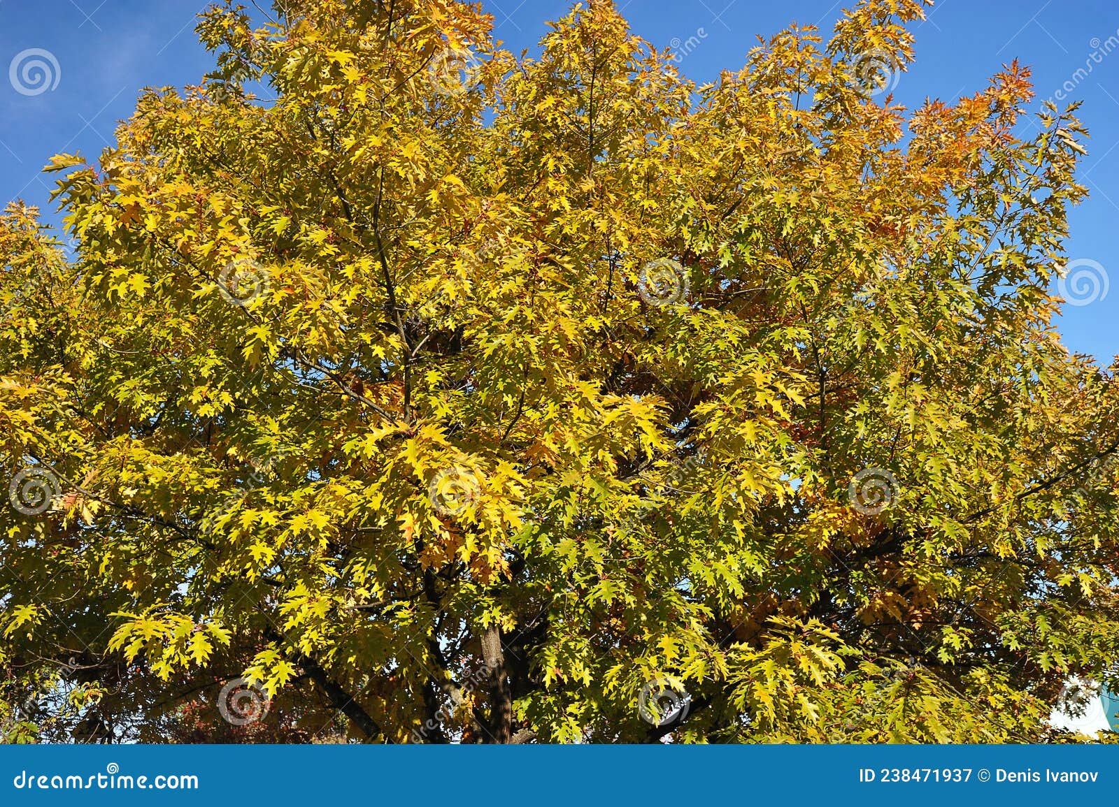 Colorful Autumn Tree - Background Stock Image - Image of tree, brown ...