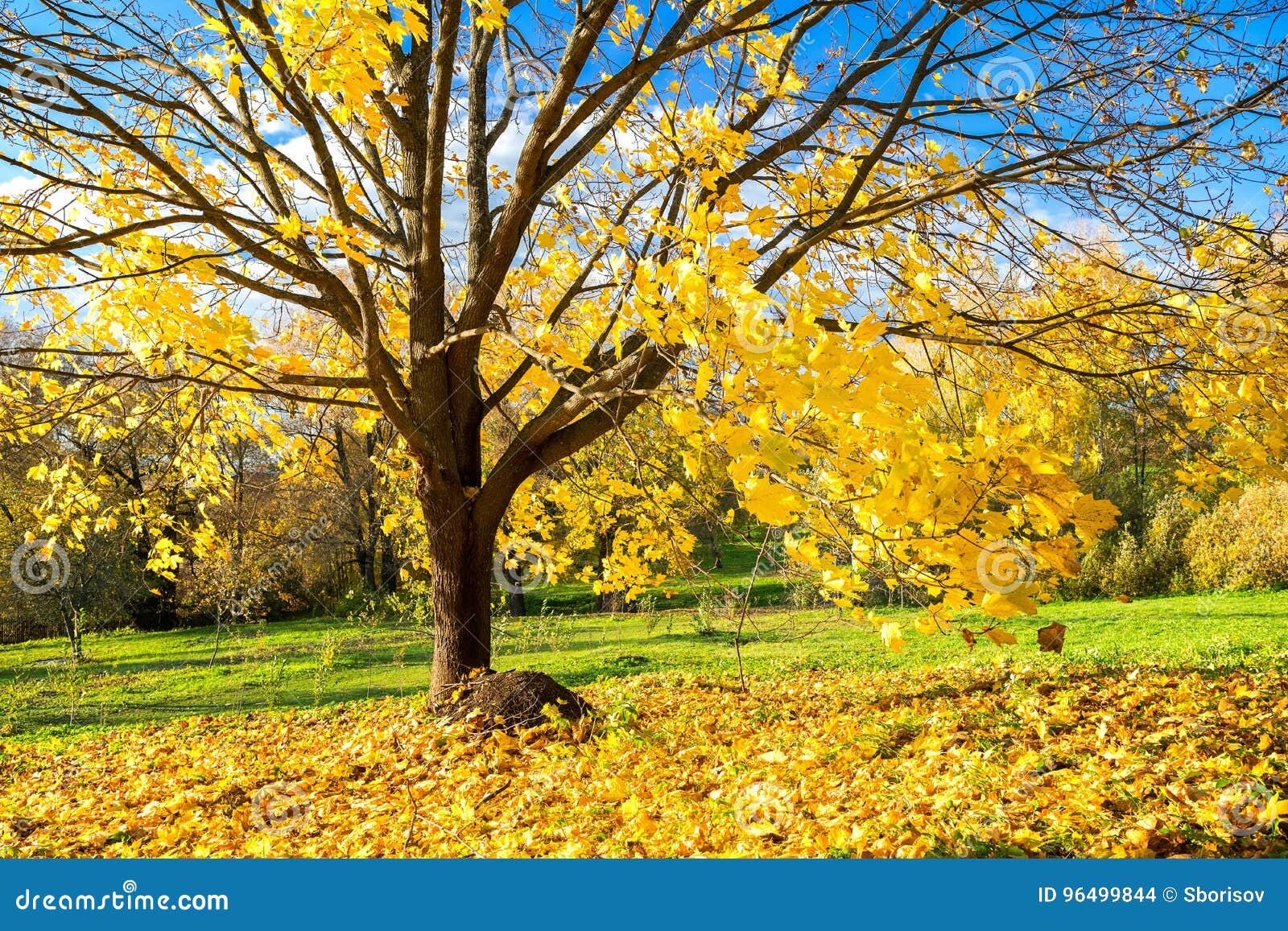 Colorful autumn tree stock photo. Image of leaf, forest - 96499844