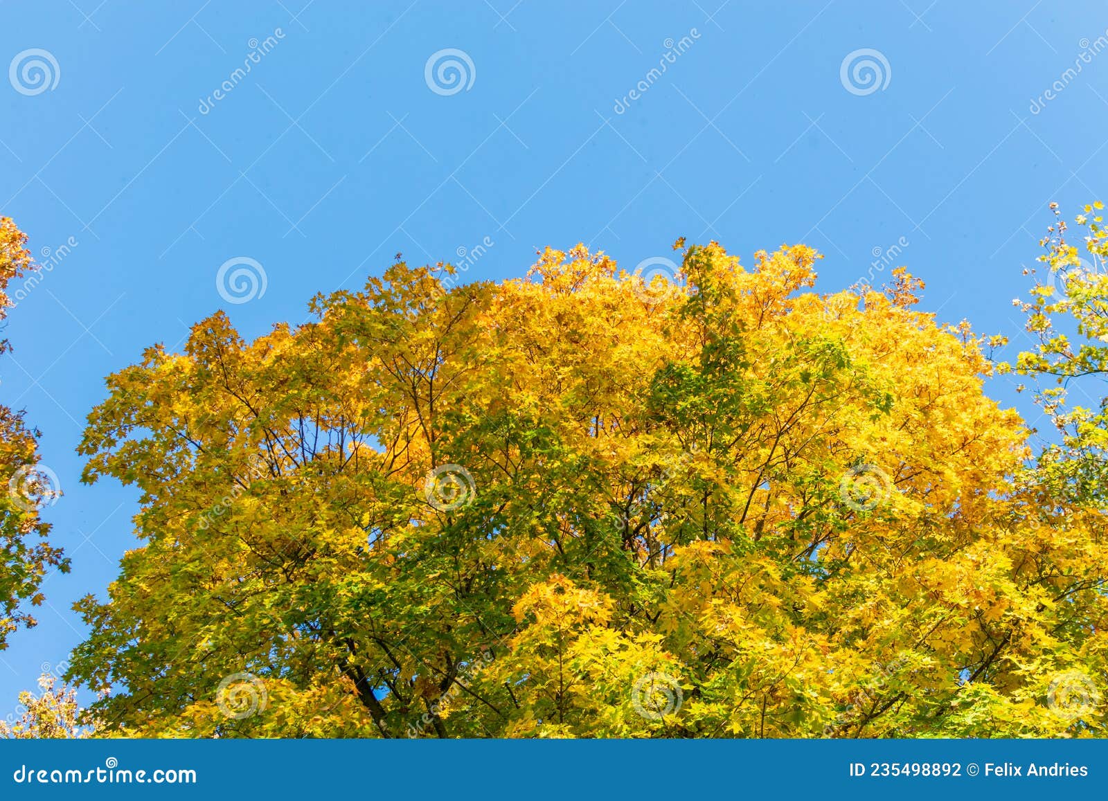 Colorful Autumn Tree, Miclauseni Castle, Romania Stock Photo - Image of ...