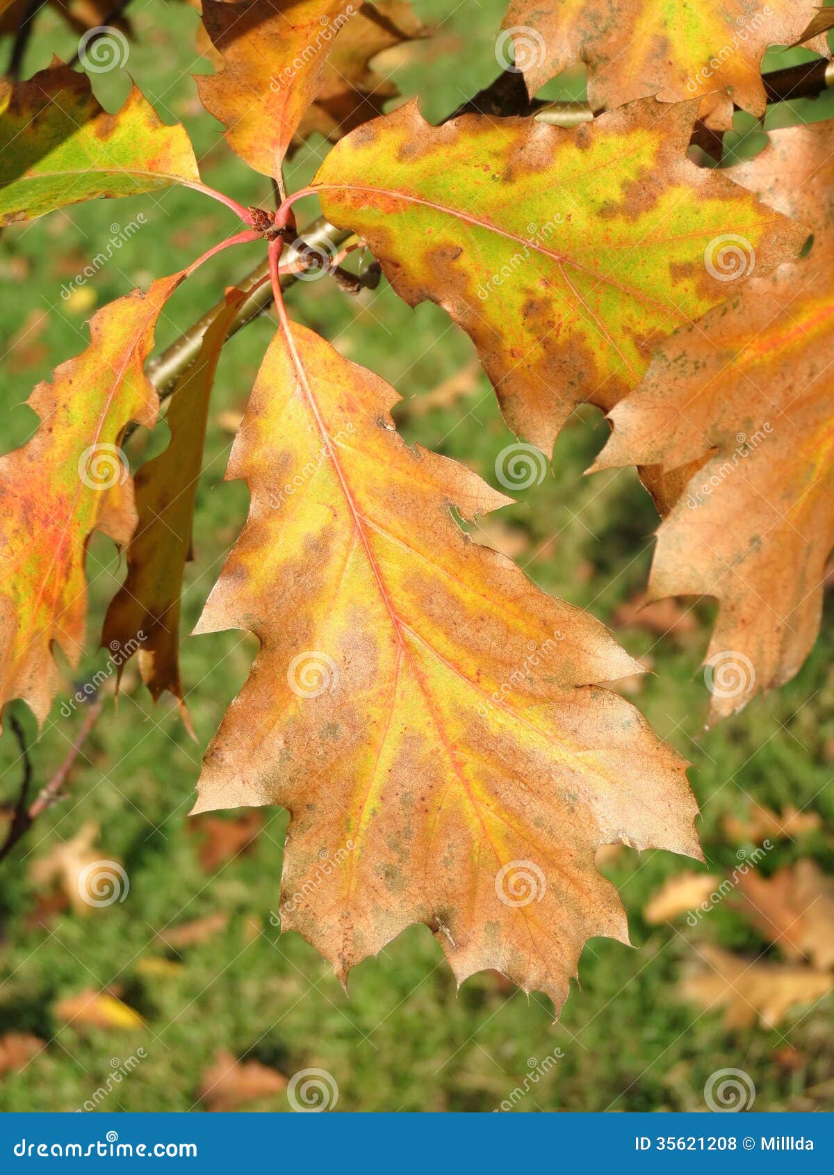 Colorful autumn tree stock photo. Image of color, green - 35621208