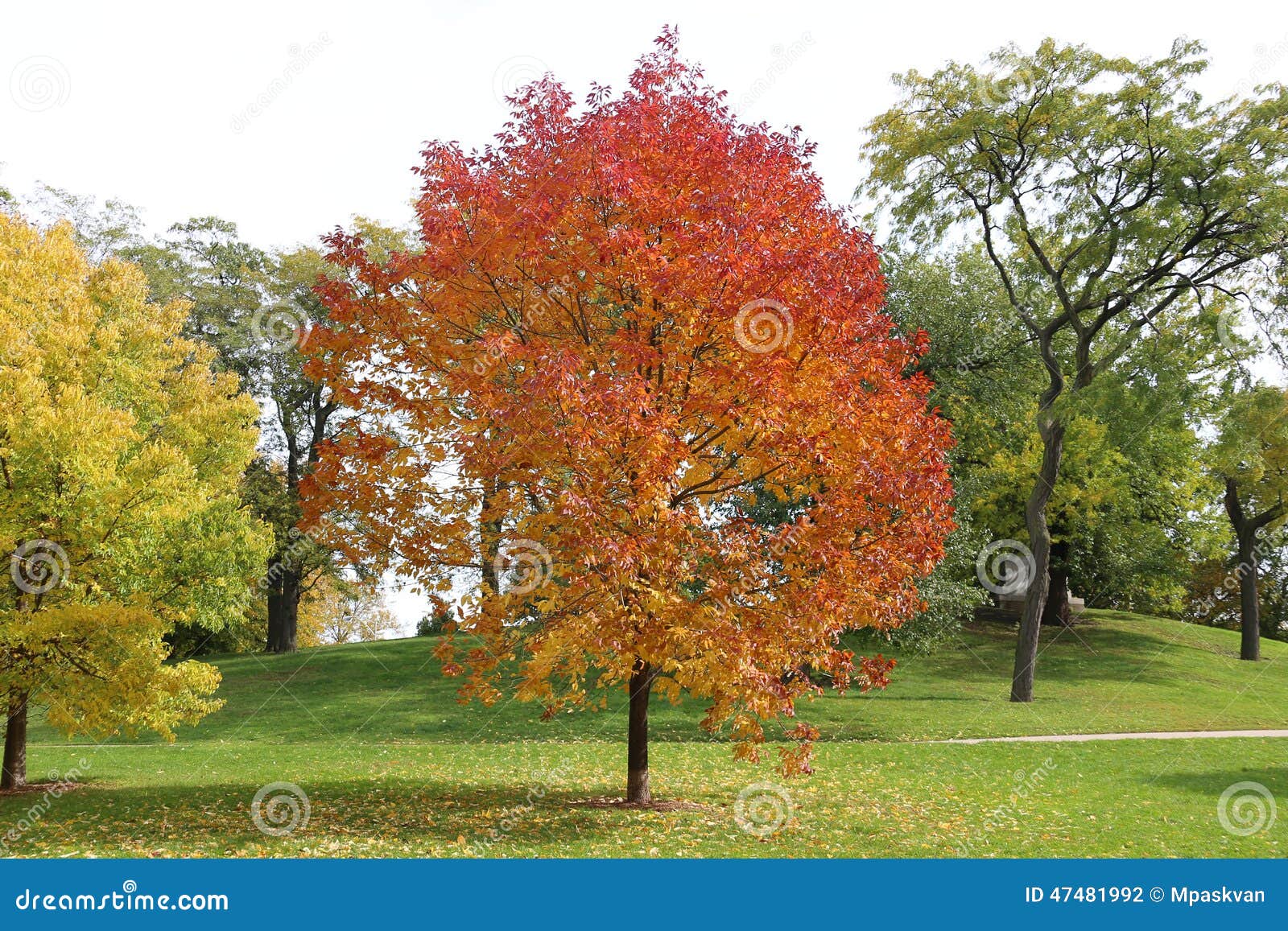 Colorful autumn tree stock photo. Image of leaves, autumn - 47481992