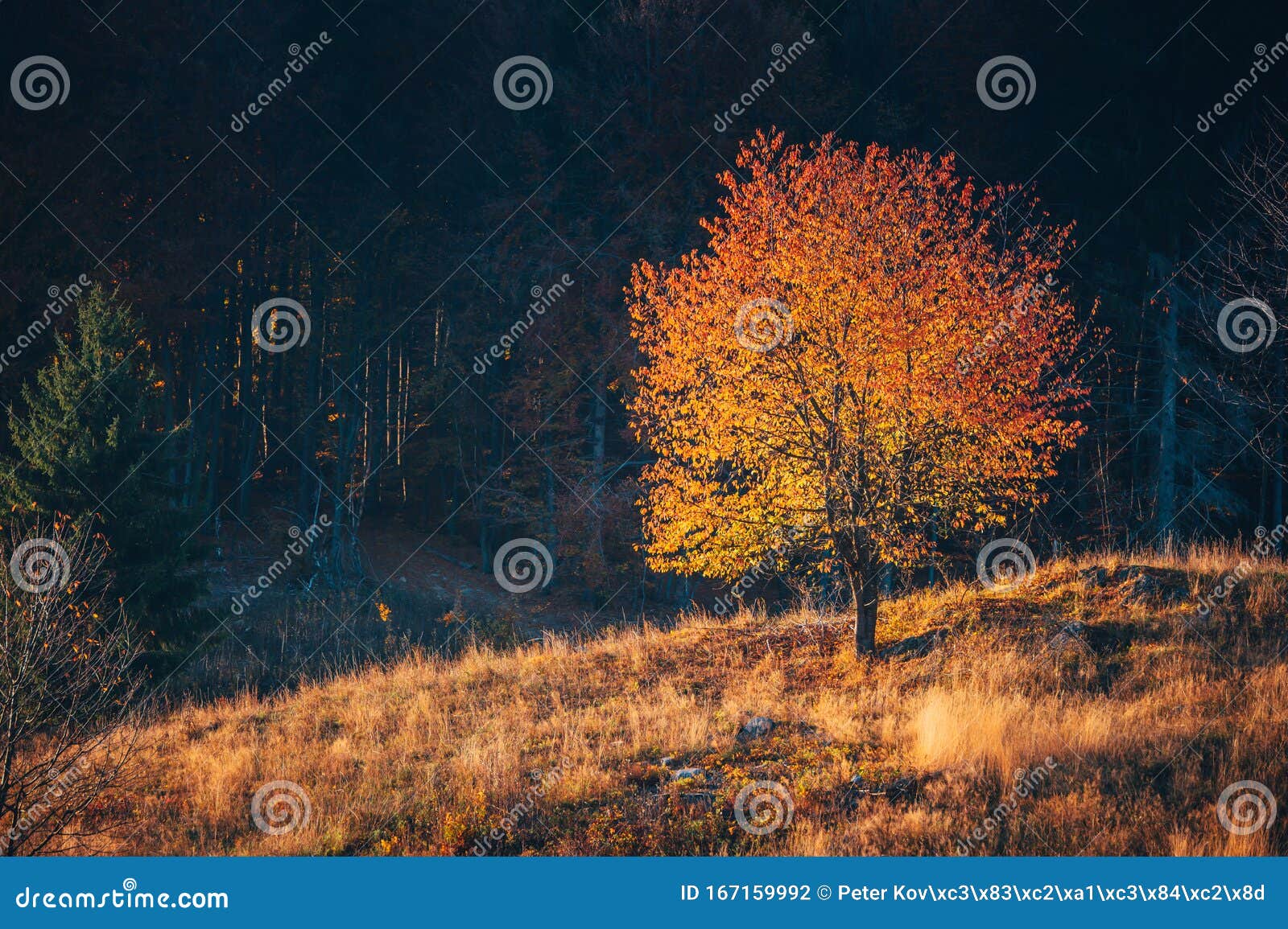 Colorful Autumn Tree in Warm Evening Light.. Stock Photo - Image of ...