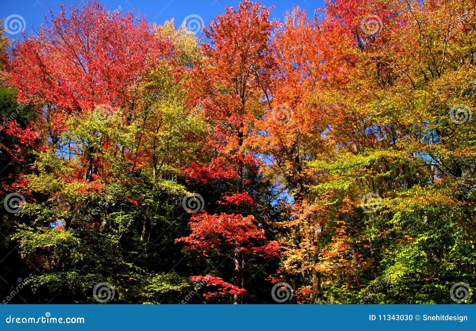 Colorful Autumn trees stock photo. Image of colourful - 11343030