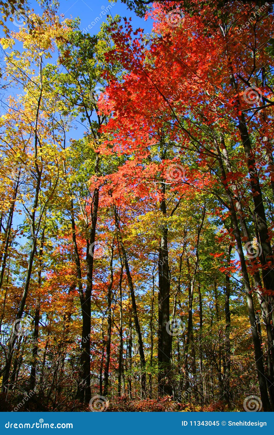 Colorful Autumn trees stock image. Image of ground, forest - 11343045