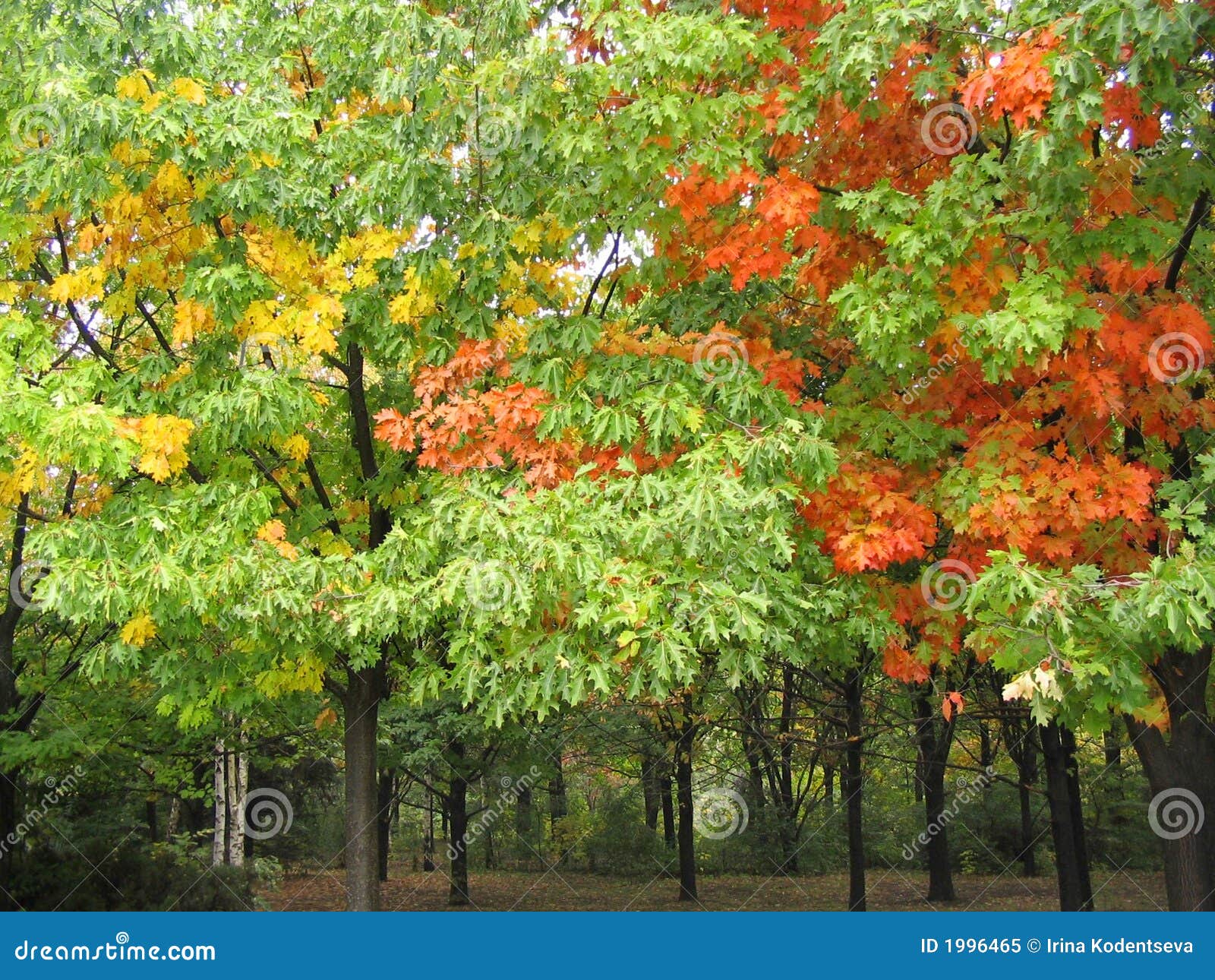 Colorful Autumn Trees stock image. Image of quiet, orange - 1996465