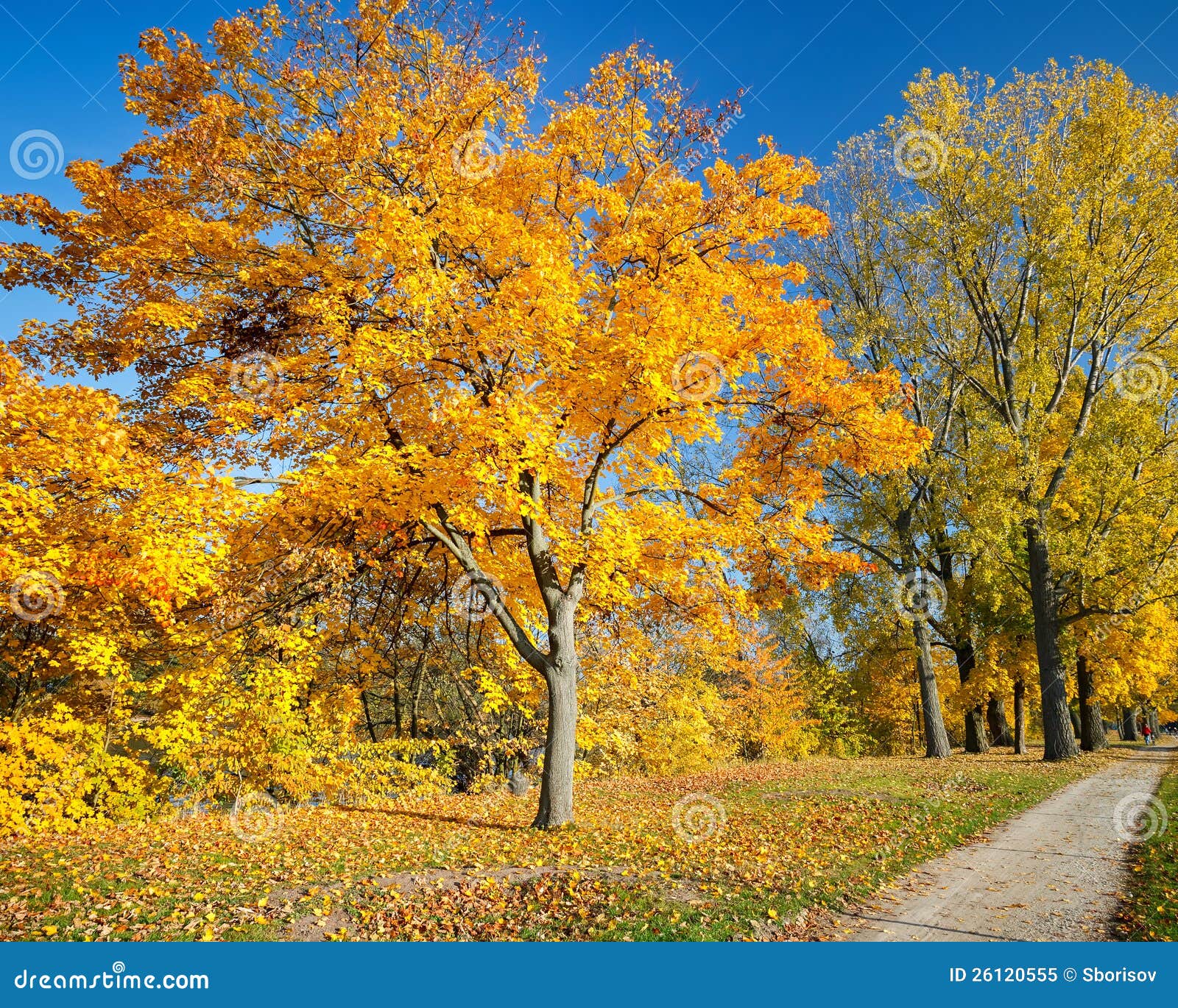 Colorful autumn trees stock image. Image of maple, natural - 26120555