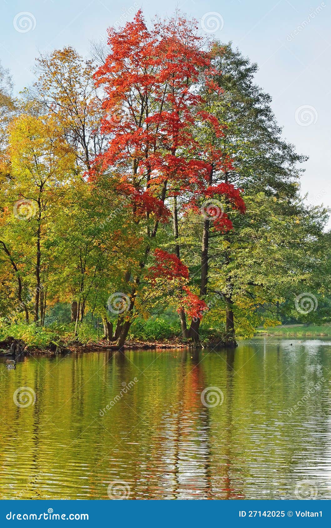 Colorful autumn trees stock image. Image of lush, autumn - 27142025