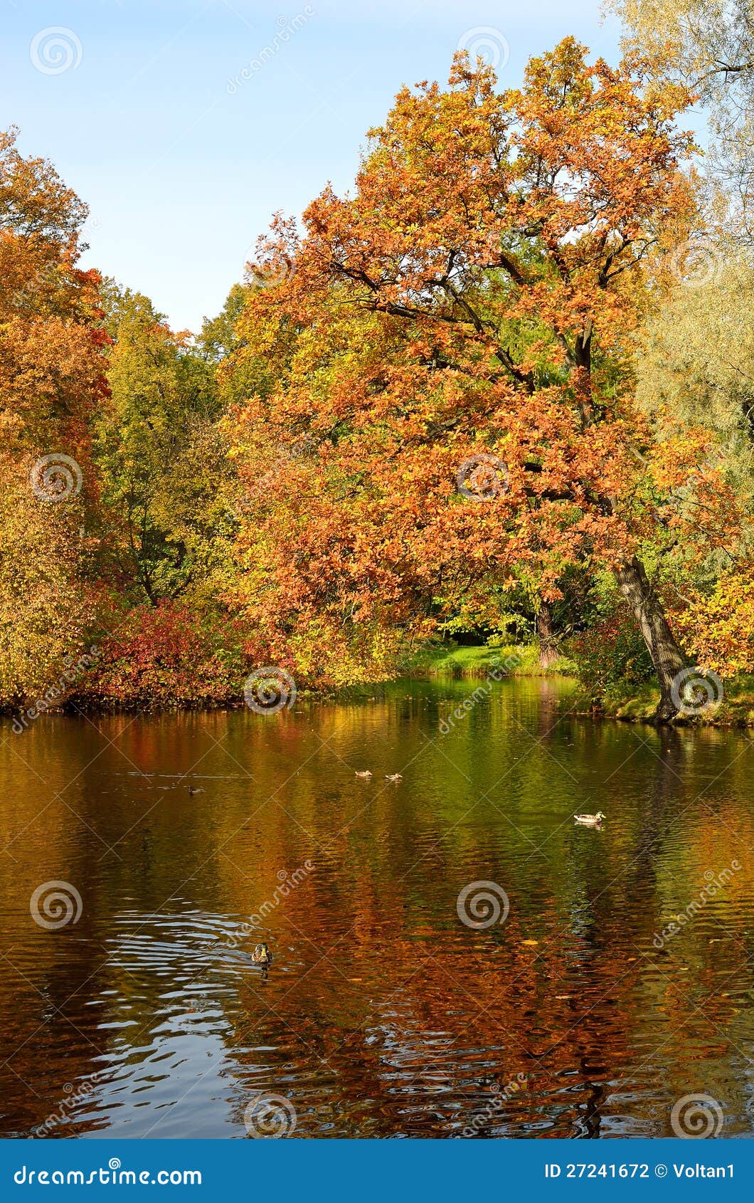 Colorful autumn trees stock photo. Image of environment - 27241672