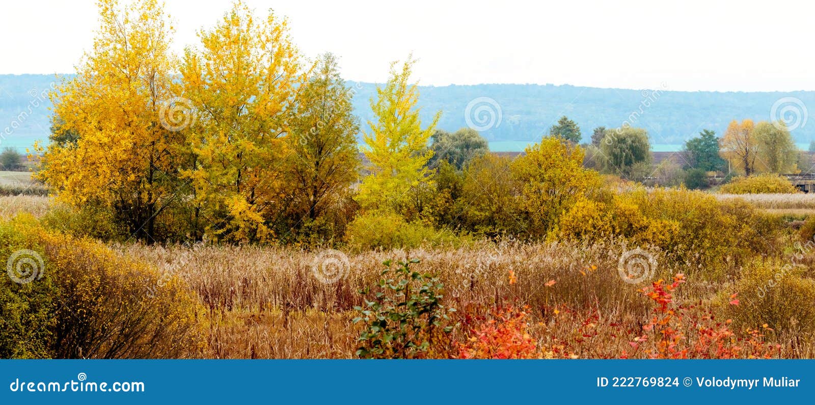 Colorful Autumn Trees on a Background of Forest in the Distance Stock ...