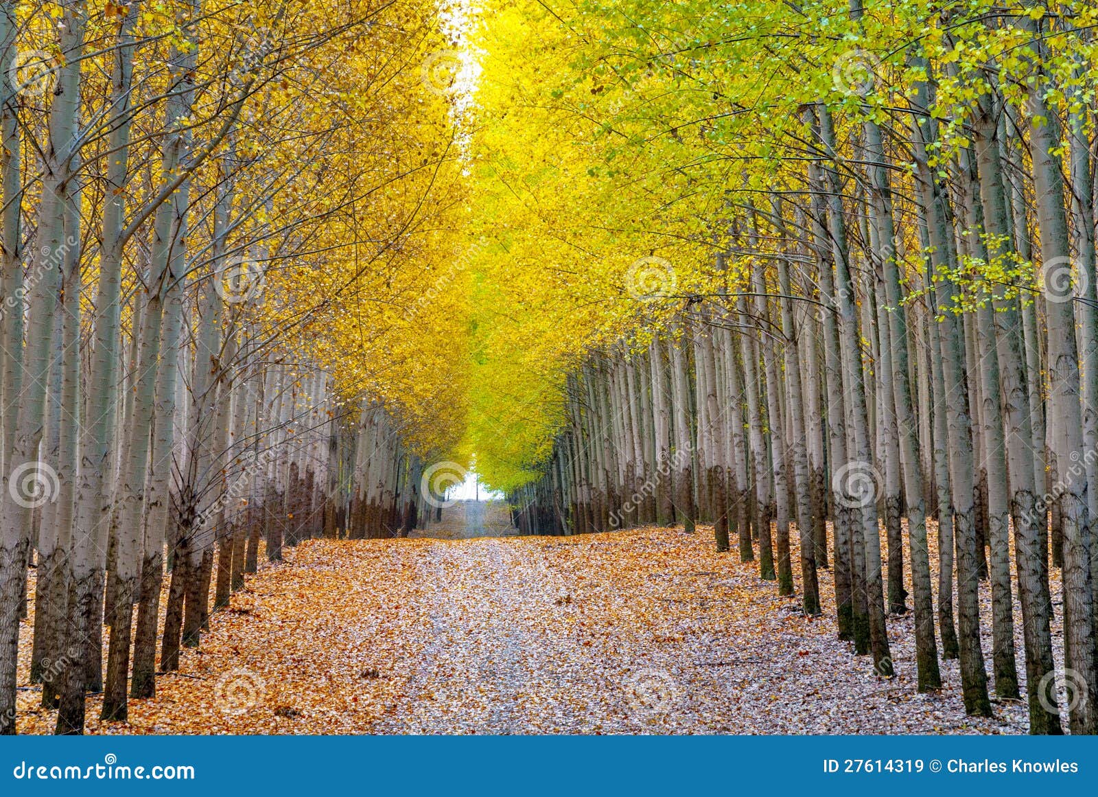 Colorful Autumn Trees and Dirt Road Stock Image - Image of forest ...