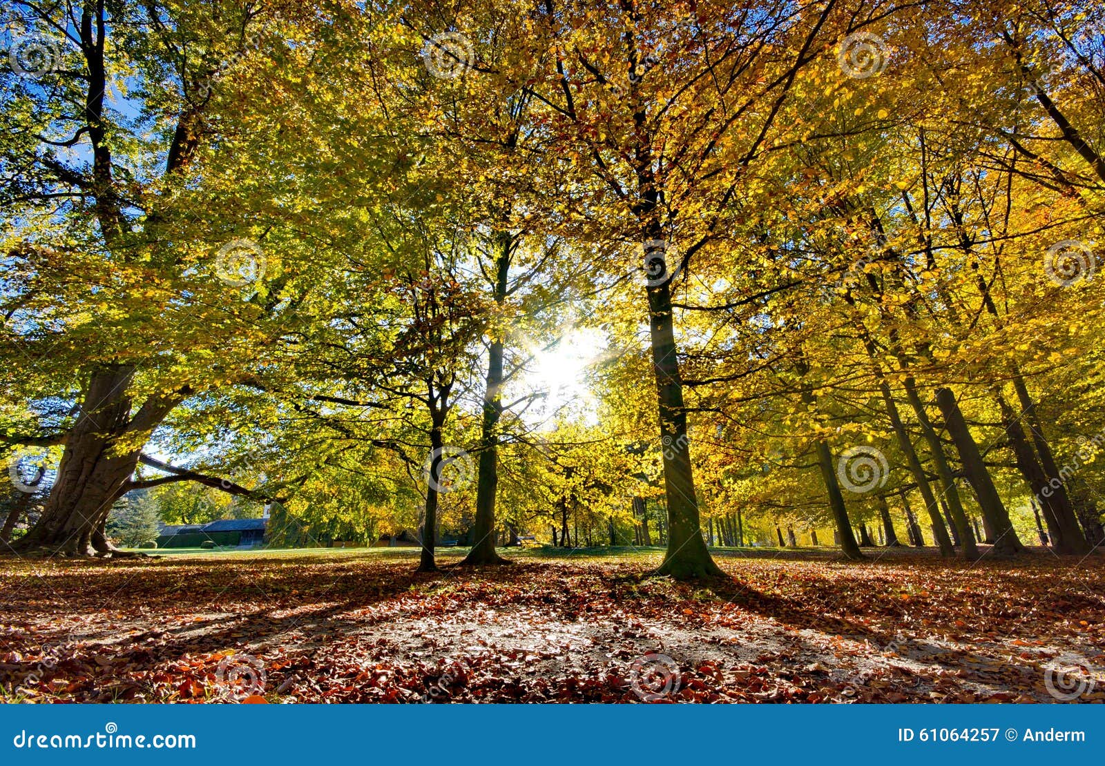 Colorful autumn trees stock image. Image of bright, leaves - 61064257