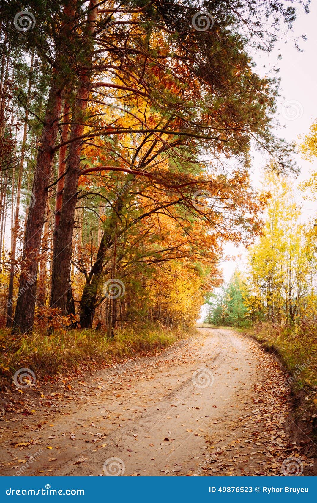 Colorful Autumn Trees in Forest Stock Image - Image of natural ...