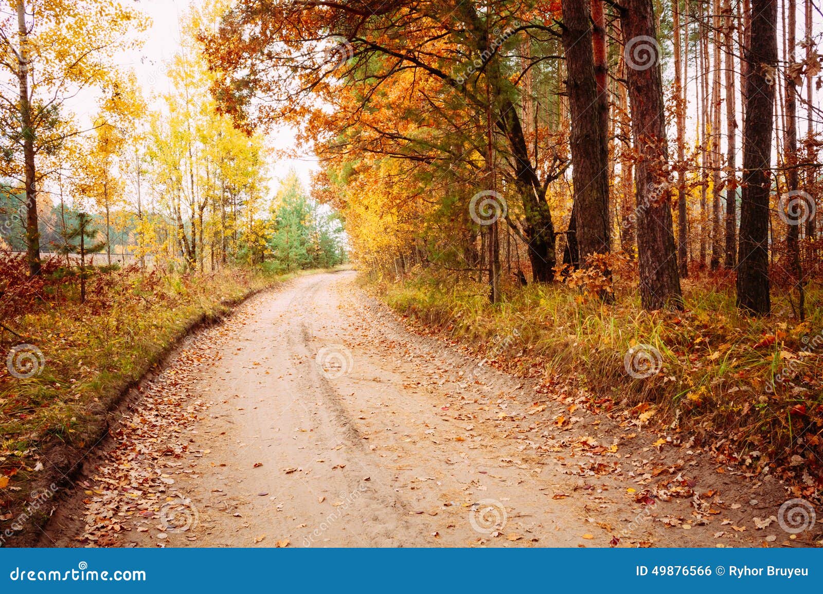 Colorful Autumn Trees in Forest Stock Photo - Image of rural, pathway ...
