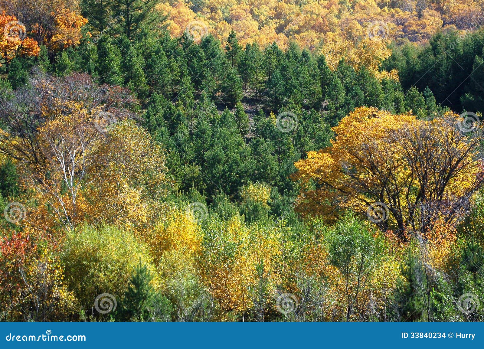 Colorful Autumn Trees in Hill Stock Photo - Image of natural, yellow ...