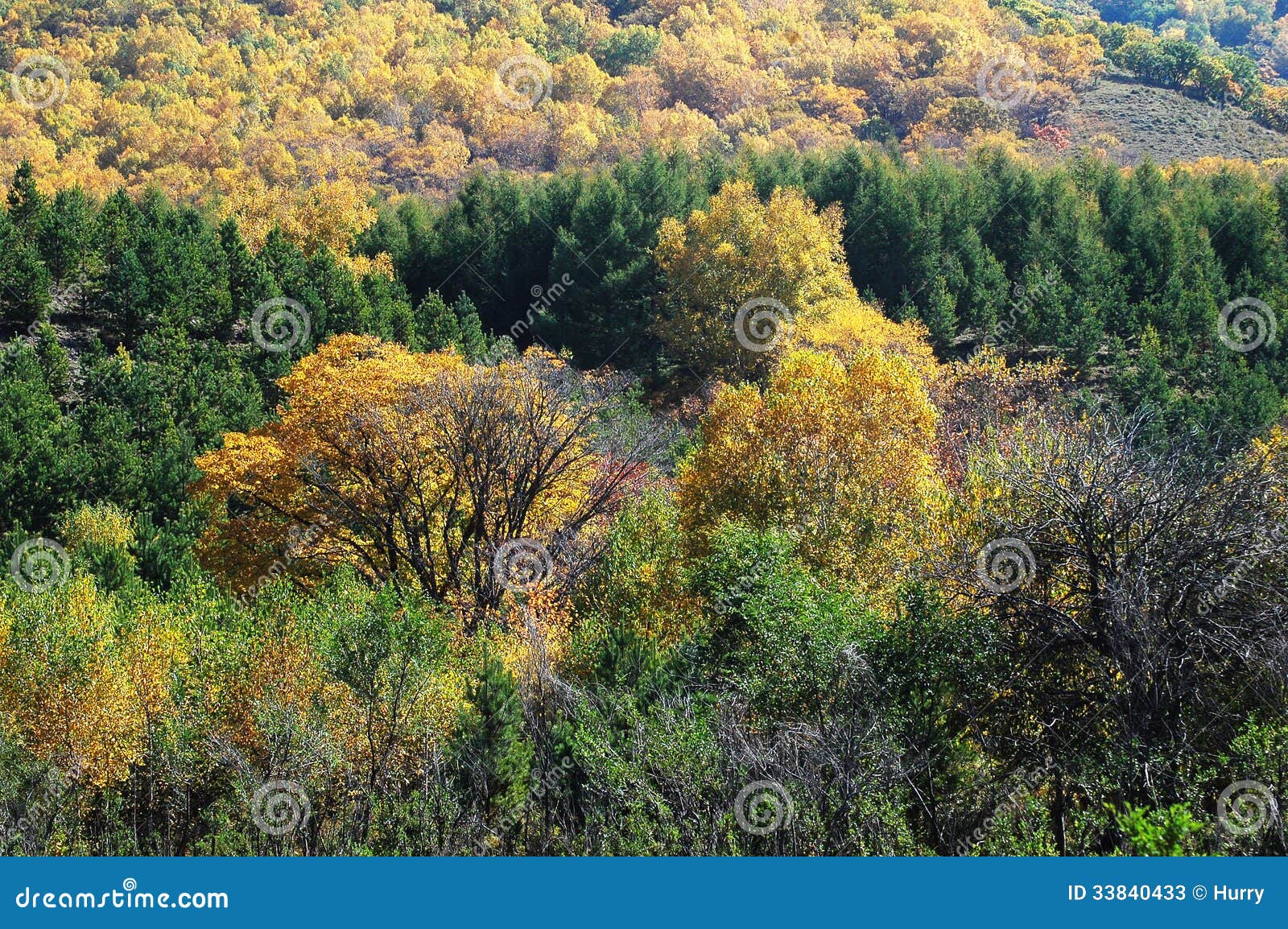Colorful Autumn Trees in Hill Stock Image - Image of color, autumn ...