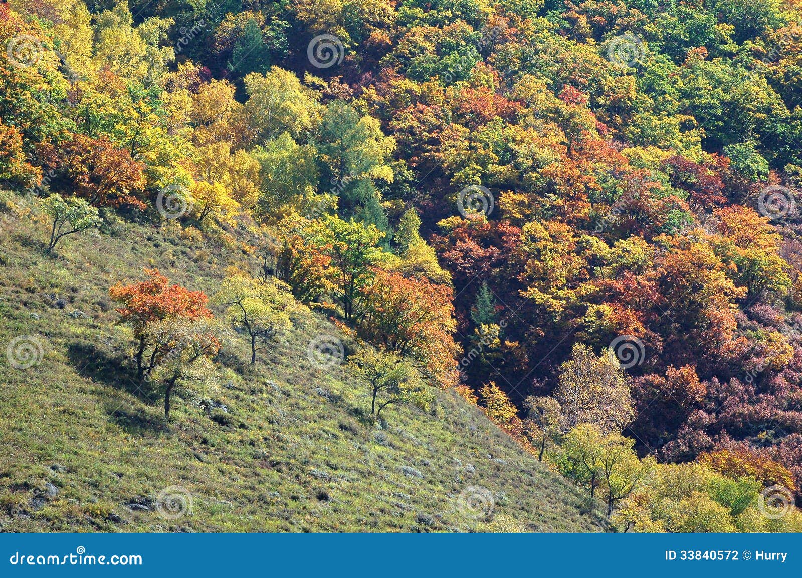 Colorful Autumn Trees in Hill Stock Photo - Image of botanical, leaf ...