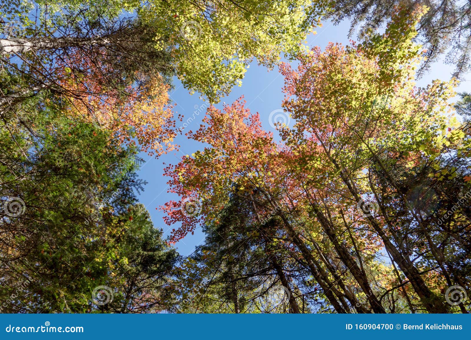 Colorful Autumn Trees. Indian Summer. Canada Stock Photo - Image of ...