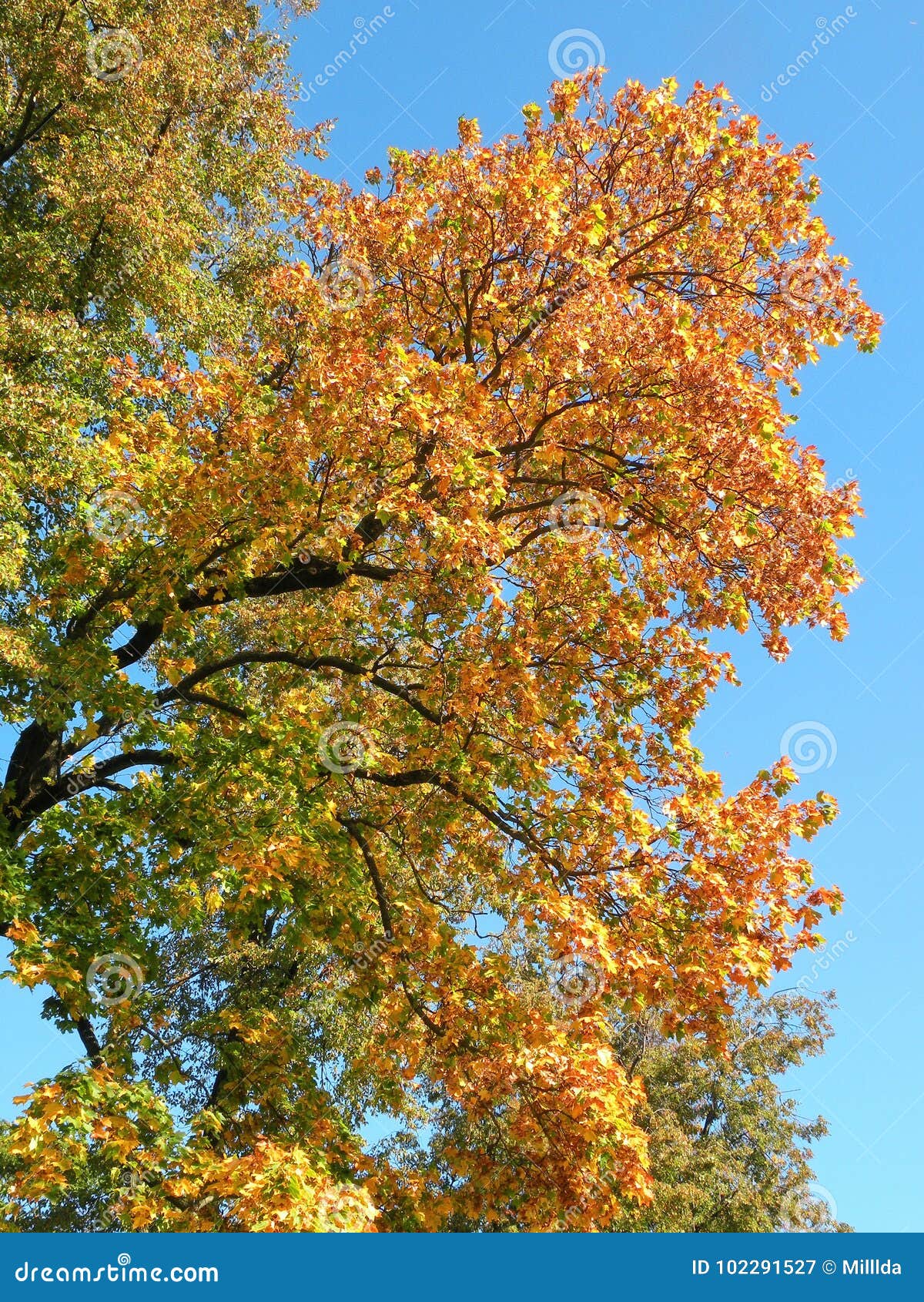Colorful Autumn Trees, Lithuania Stock Image - Image of lithuania ...
