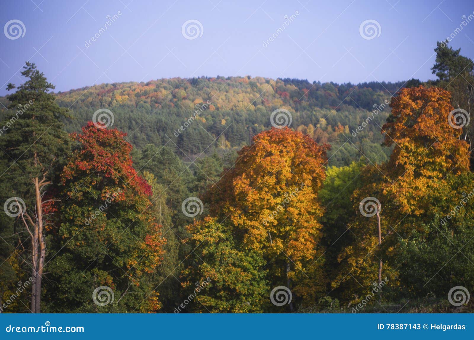 Colorful Autumn Trees, Lithuania Stock Image - Image of color, focus ...