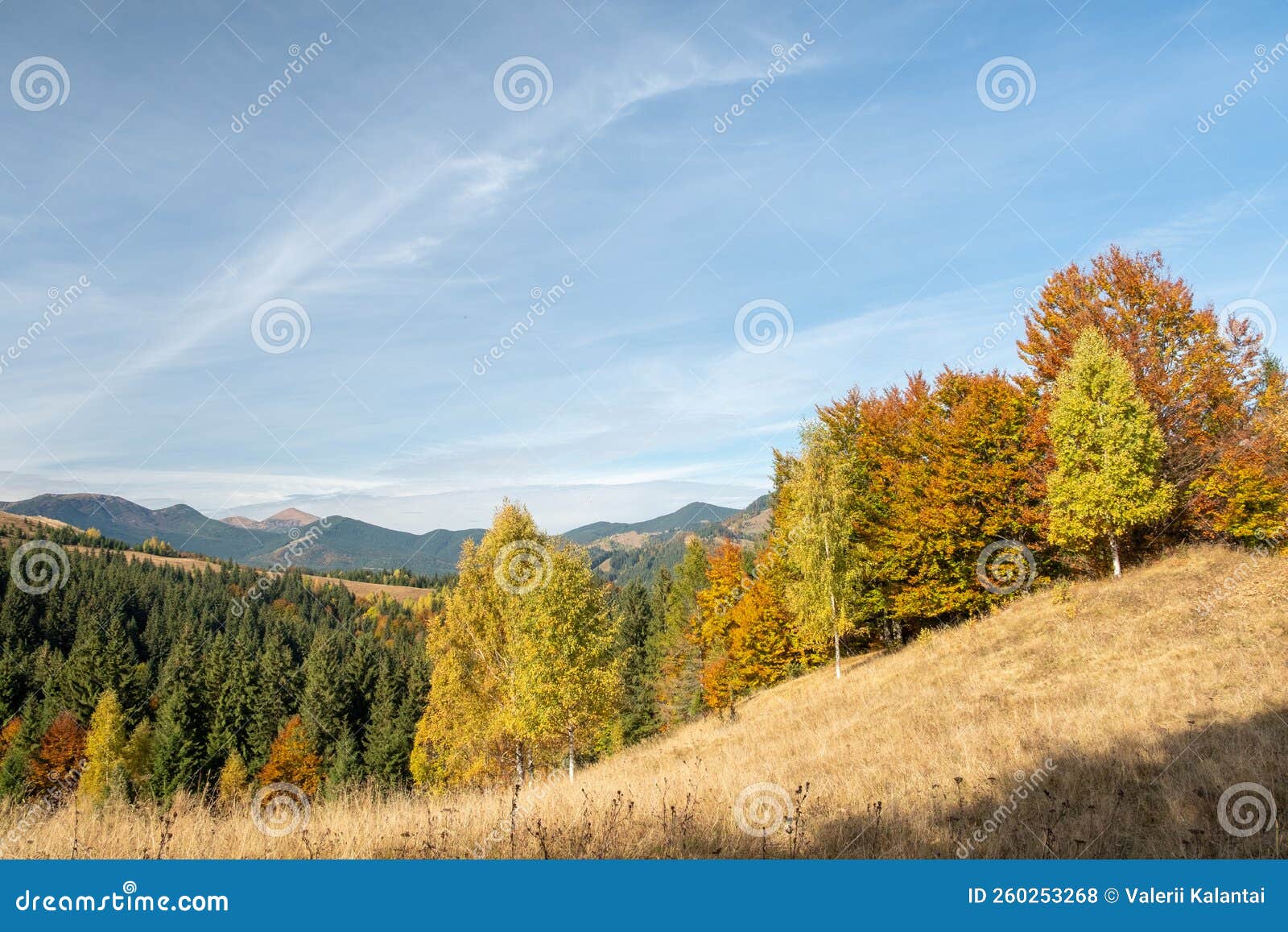 Colorful Autumn Trees in the Mountains. Autumn Mountain Forest ...
