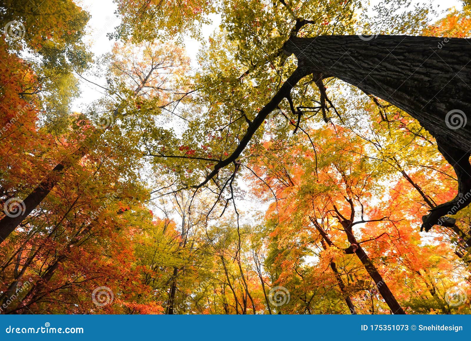Autumn Trees Perspective View from Bottom Stock Image - Image of bottom ...