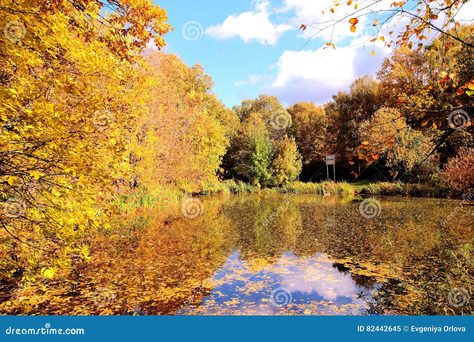 Colorful Autumn Trees and Pond in Park Stock Image - Image of color ...