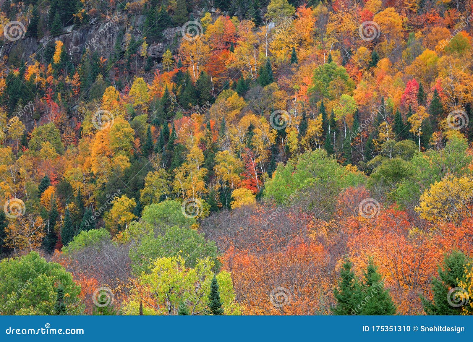Colorful Autumn Trees in Quebec Stock Photo - Image of road, misty ...
