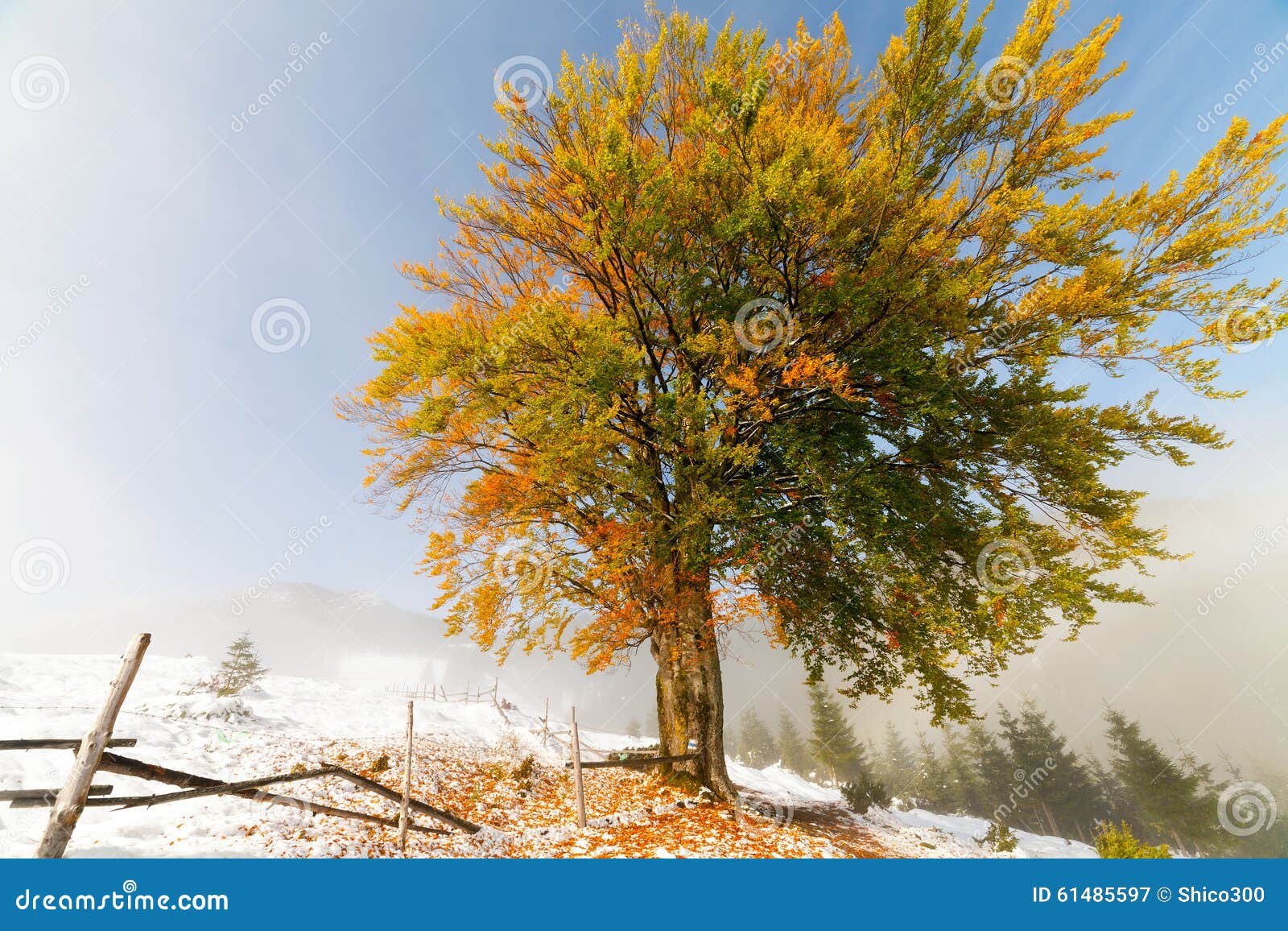 Colorful Autumn Trees with Snow Stock Image - Image of morning, country ...