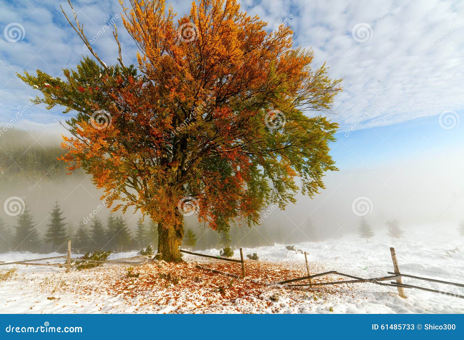 Colorful Autumn Trees with Snow Stock Image - Image of autumn, maple ...