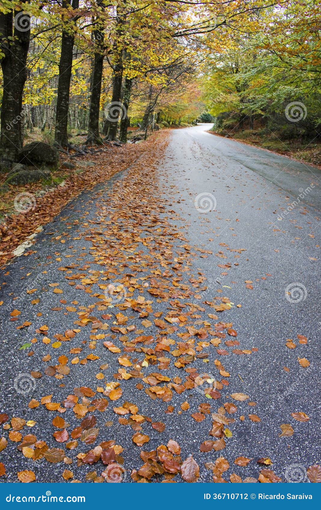 Colorful Autumn Trees on a Winding Road Stock Photo - Image of carpet ...