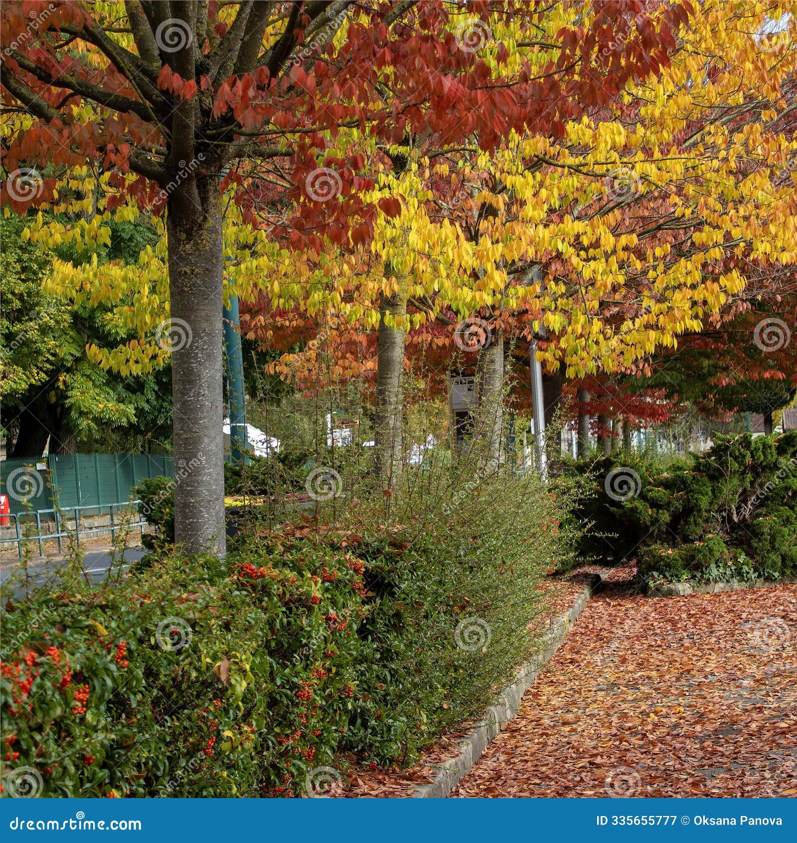 Colorful Autumn. View of Autumn Trees and Bushes Stock Image - Image of ...