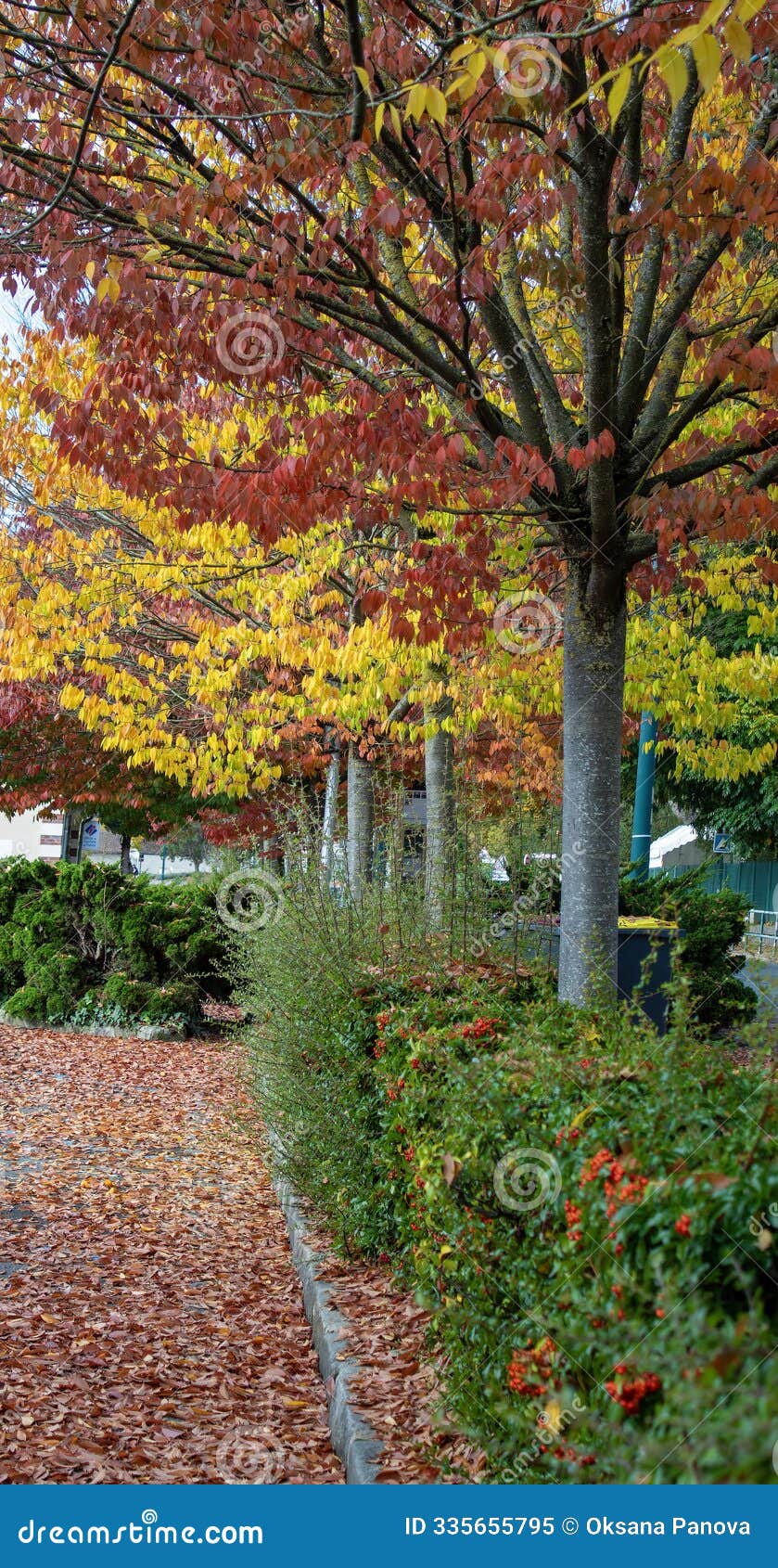 Colorful Autumn. View of Autumn Trees and Bushes Stock Image - Image of ...