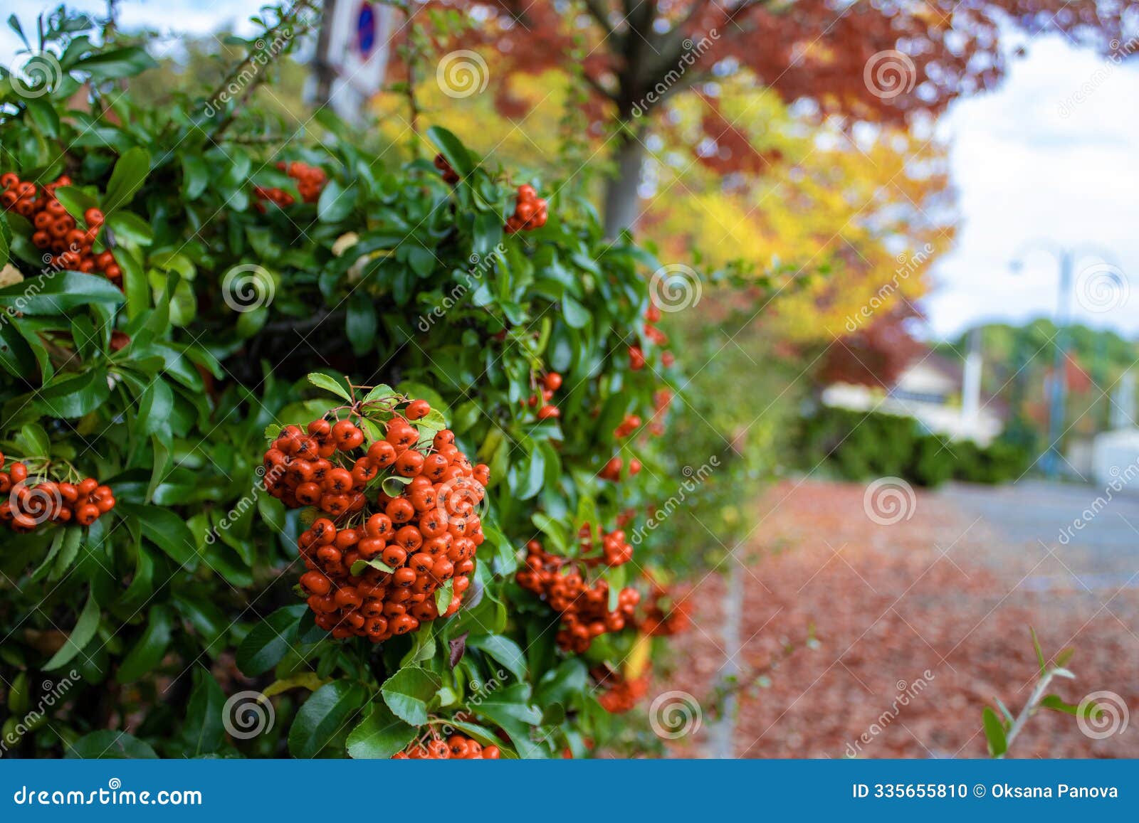 Colorful Autumn. View of Autumn Trees and Bushes Stock Photo - Image of ...