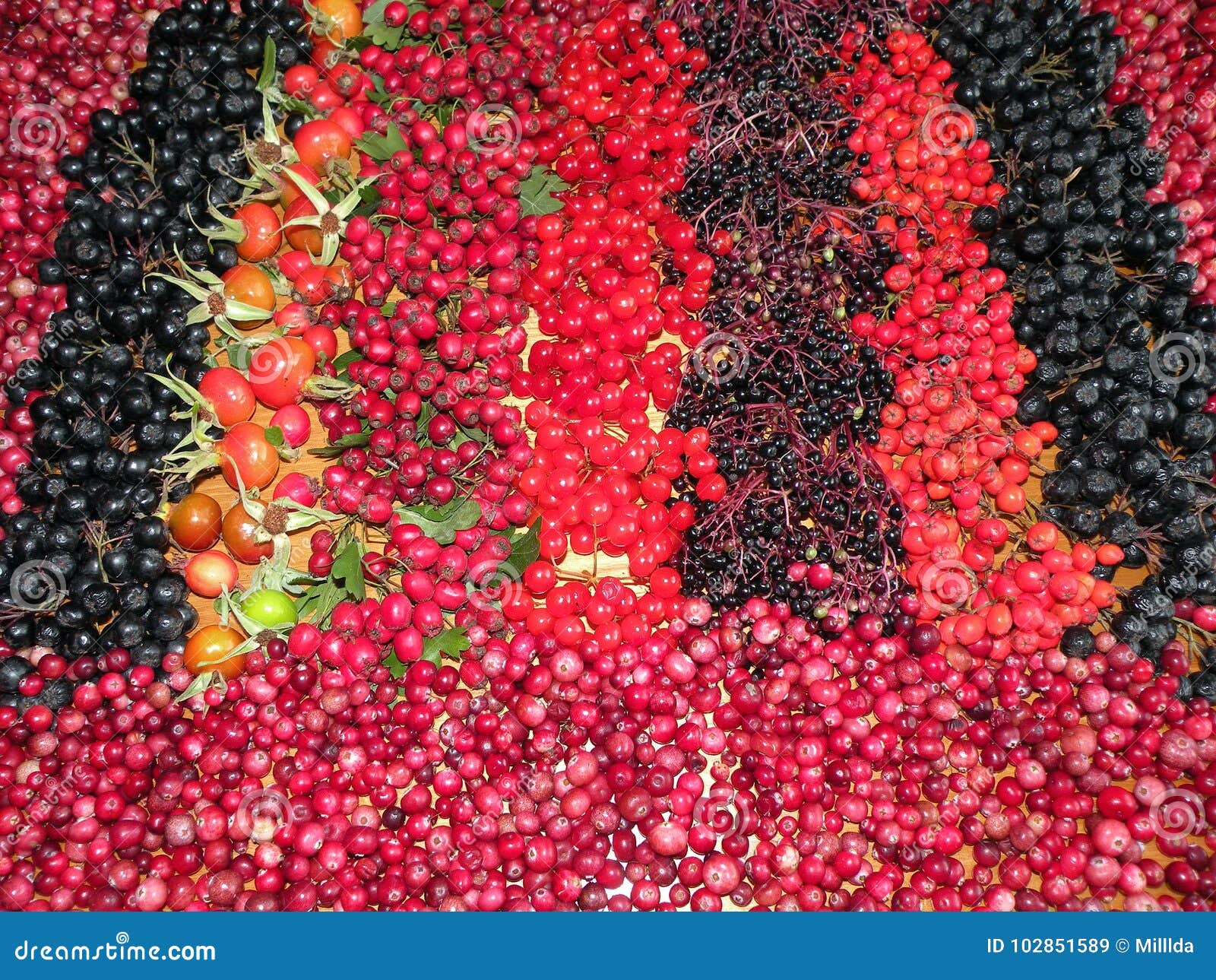 Colorful Autumn Wild Berries Stock Image - Image of eatable, herbal ...